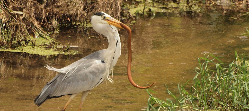 The Heron and the Lamprey | The Point Magazine