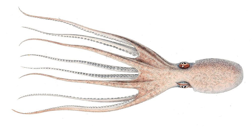 The Human and the Octopus | The Point Magazine